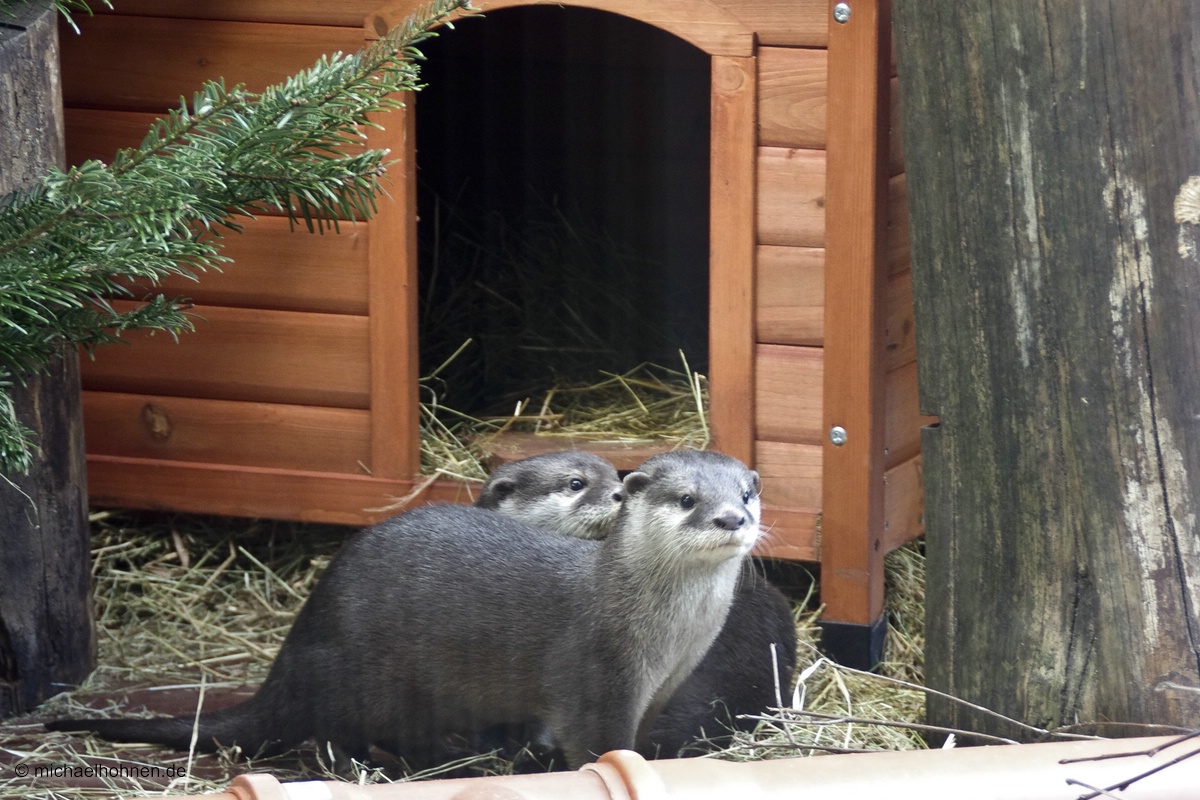 Zwergotter von Michael Hohnen - Tiergarten Mönchengladbach