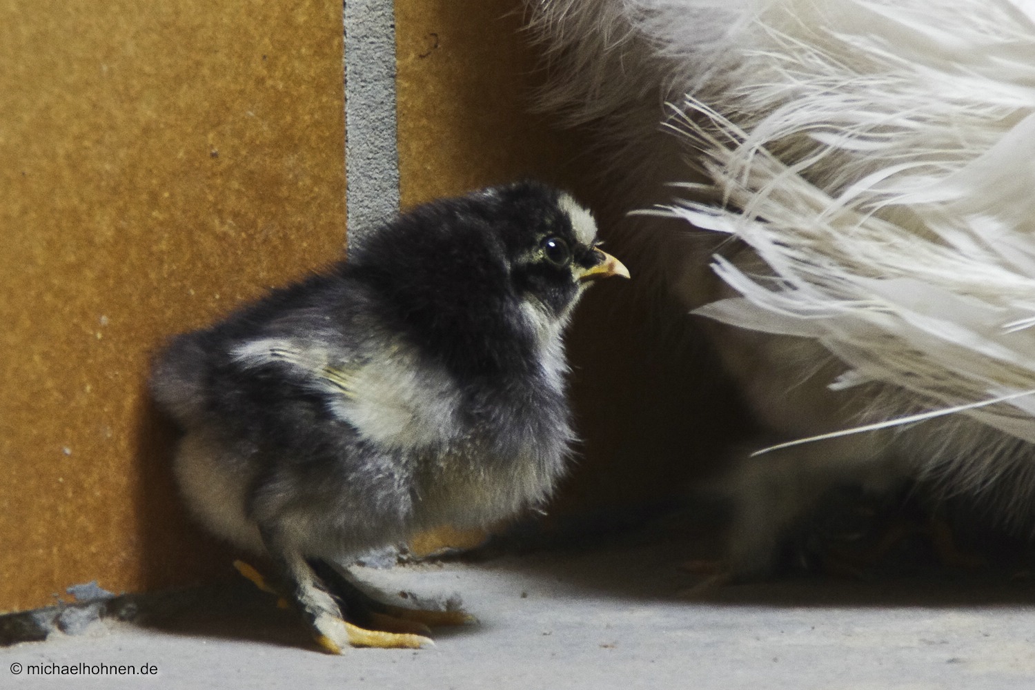 Seidenhühner Küken von Michael Hohnen - Tiergarten Mönchengladbach