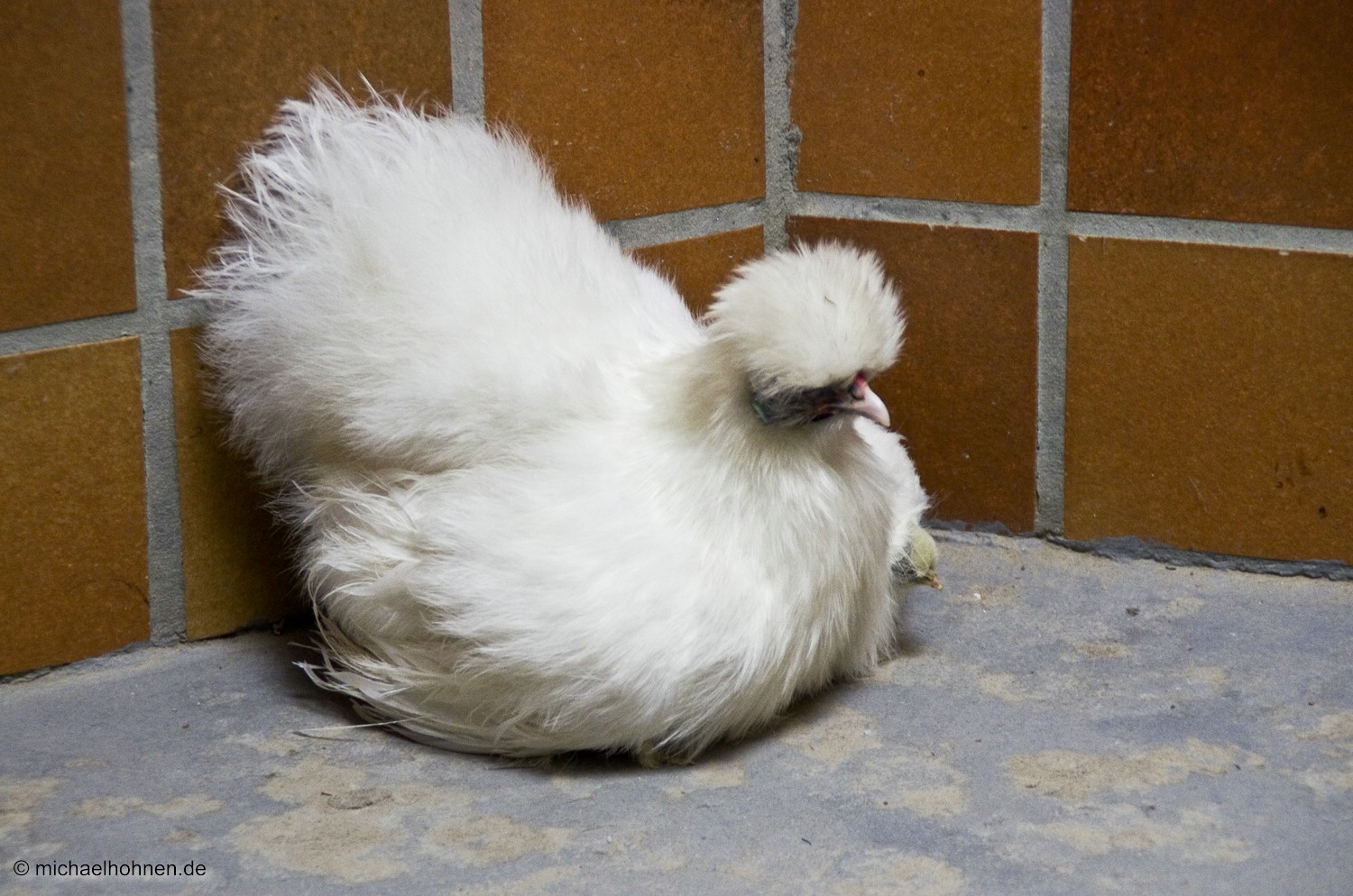 Seidenhühner Küken von Michael Hohnen - Tiergarten Mönchengladbach