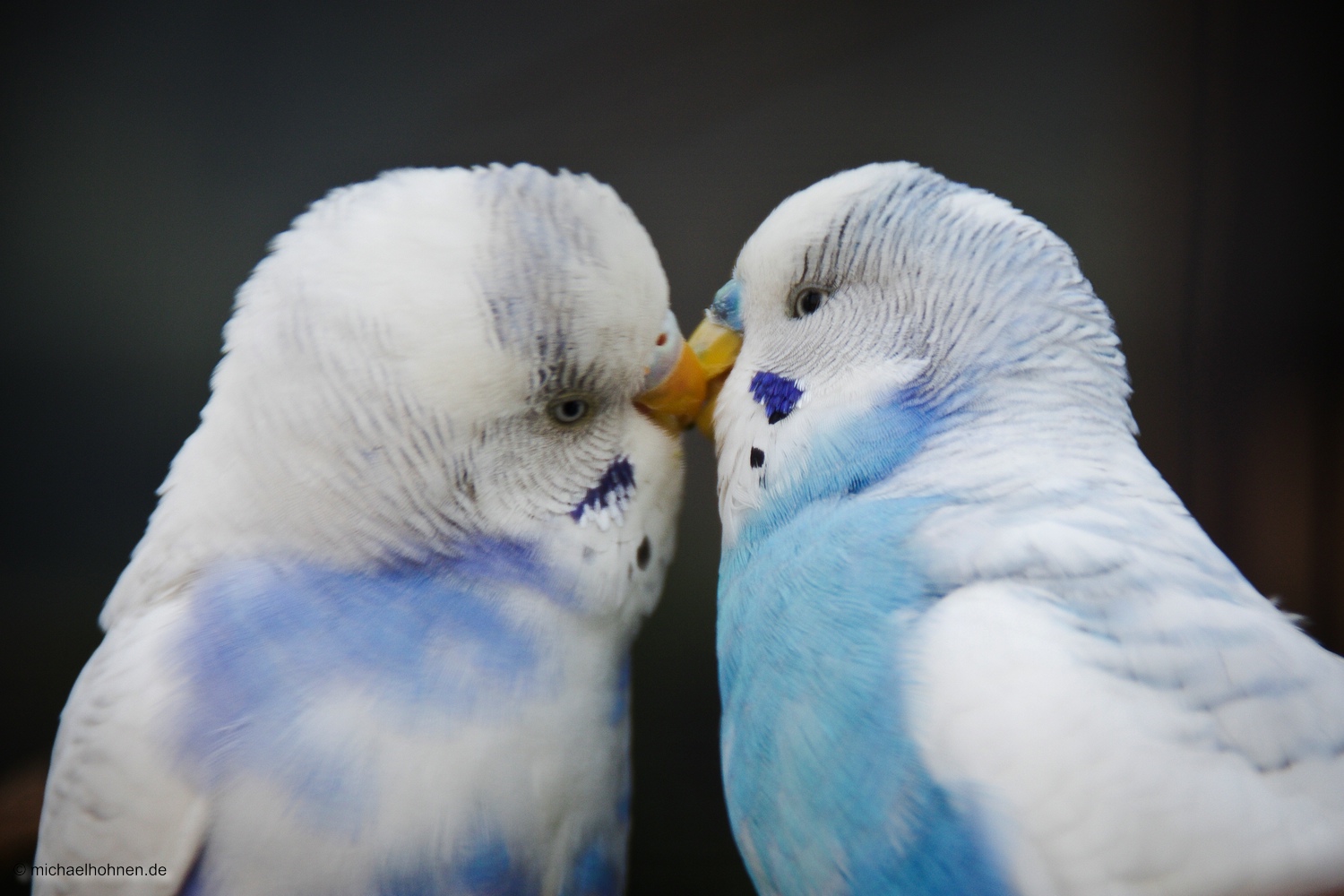 Wellensittiche von Michael Hohnen - Tiergarten Mönchengladbach